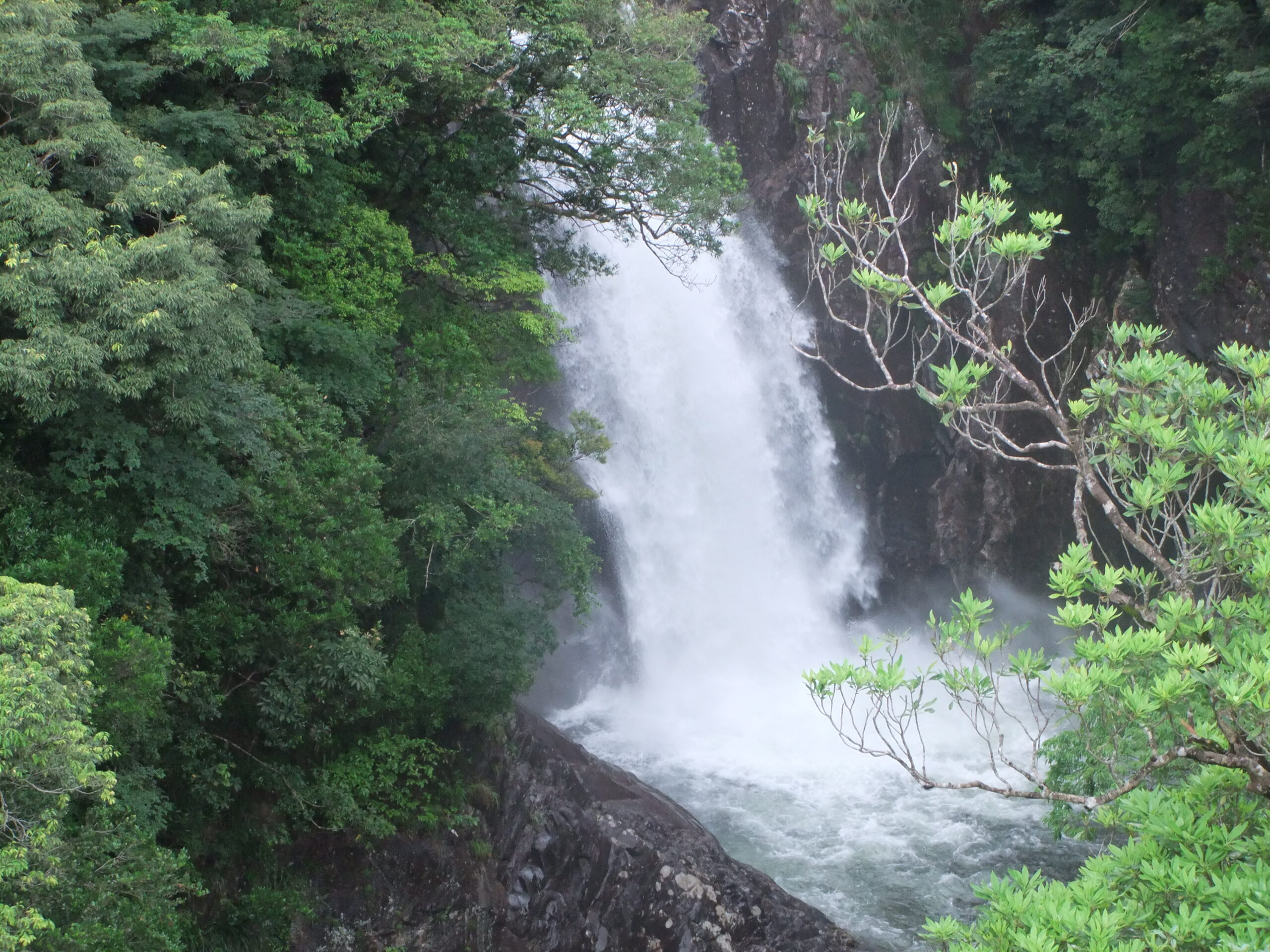 屋久島の滝 – PICO TOUR ピコパンダ
