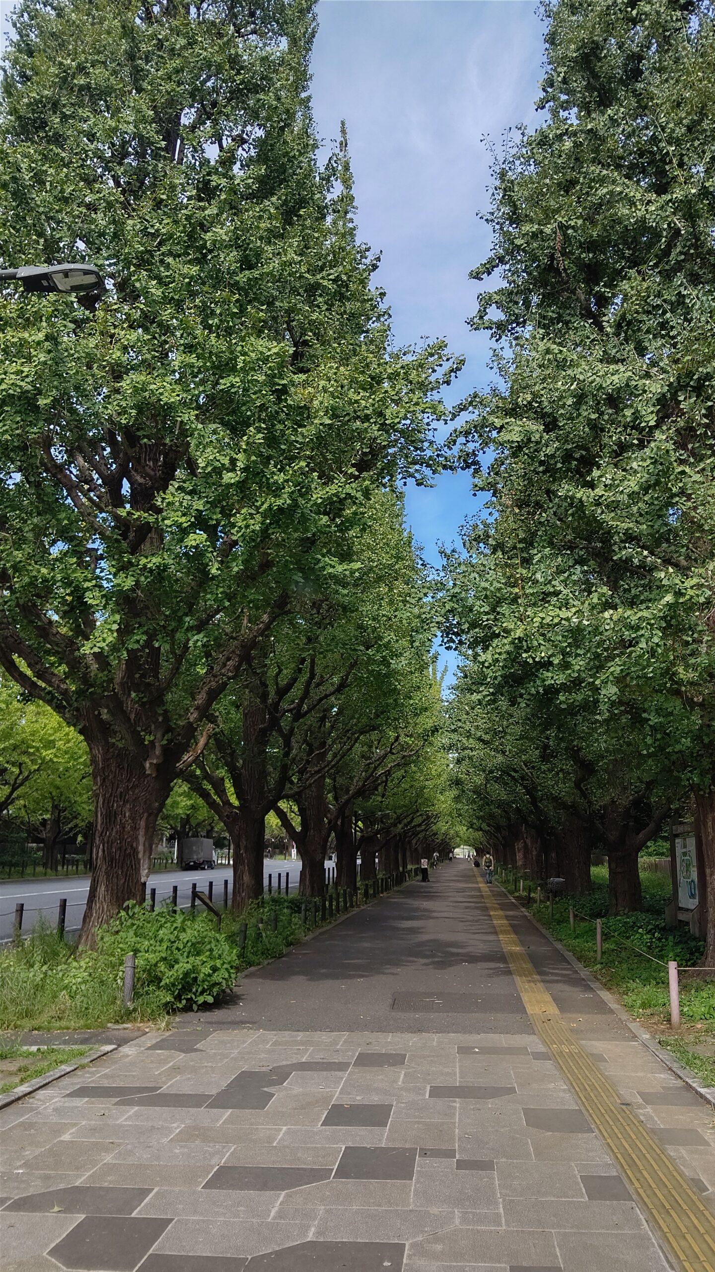 秋には早い！ – PICO TOUR ピコパンダ