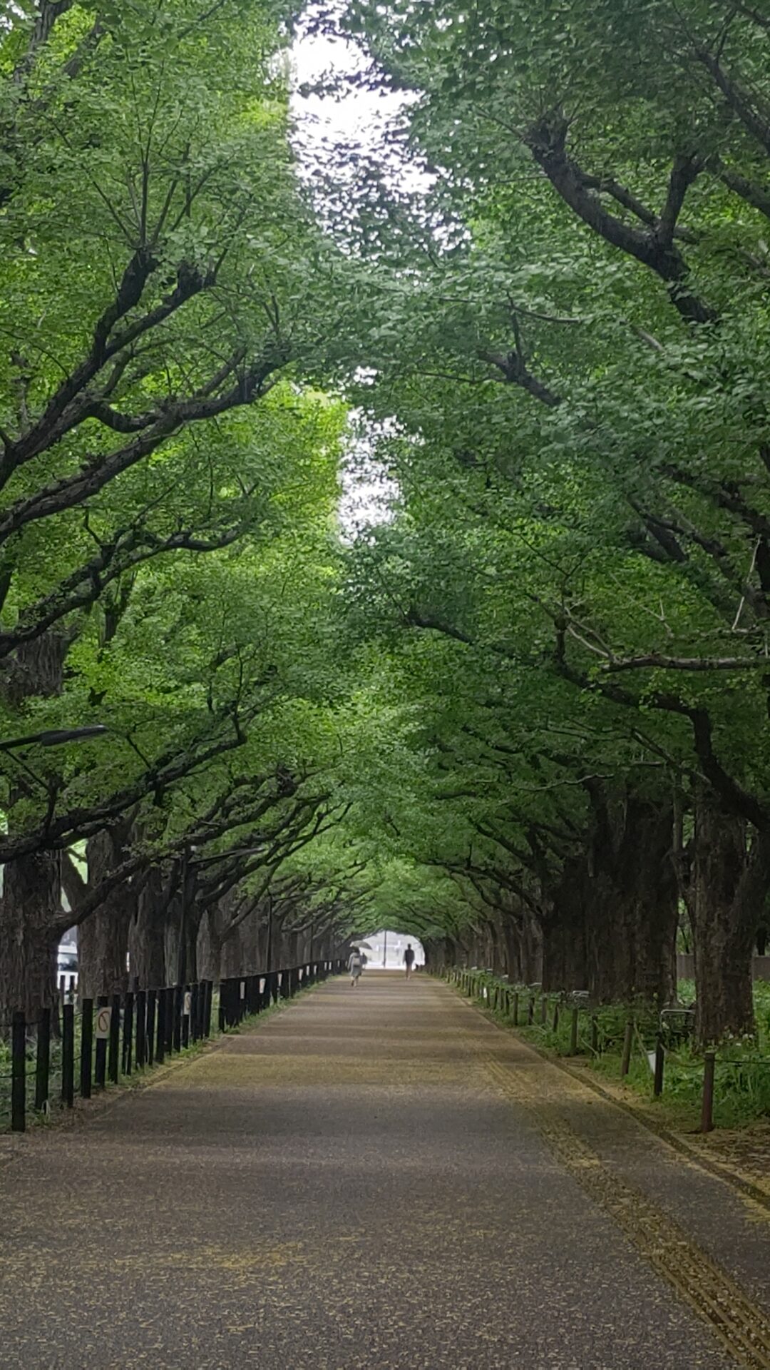 新緑の外苑 – PICO TOUR ピコパンダ
